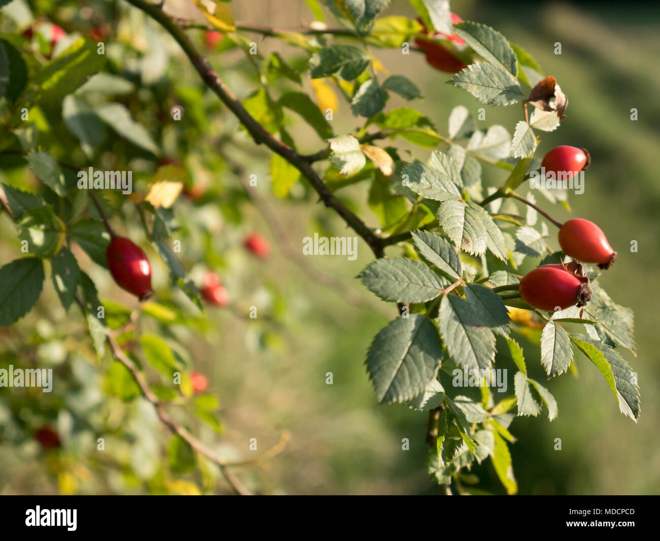 Rose hip stem hi-res stock photography and images - Alamy