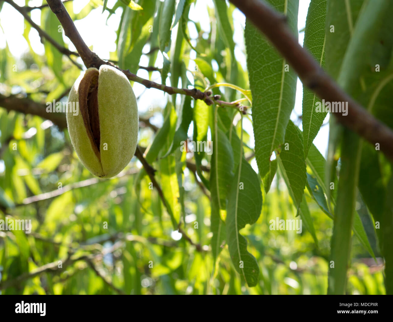 ripe almond on almond tree Stock Photo - Alamy