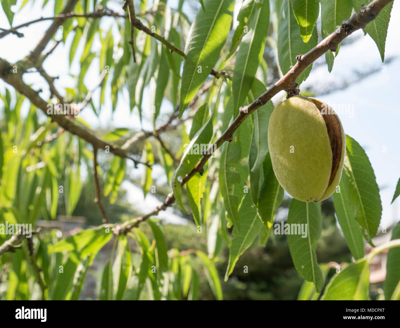 Almond plant hi-res stock photography and images - Alamy