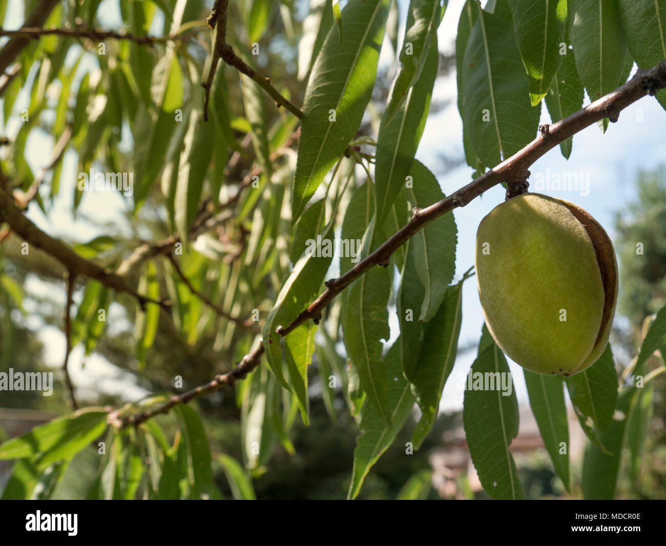 Almond plant hi-res stock photography and images - Alamy