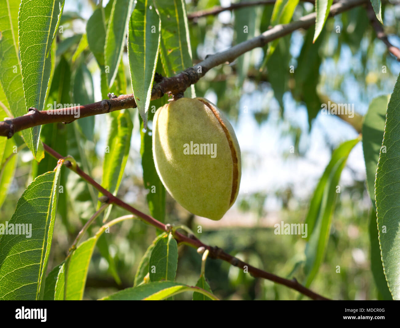 Almond plant hi-res stock photography and images - Alamy
