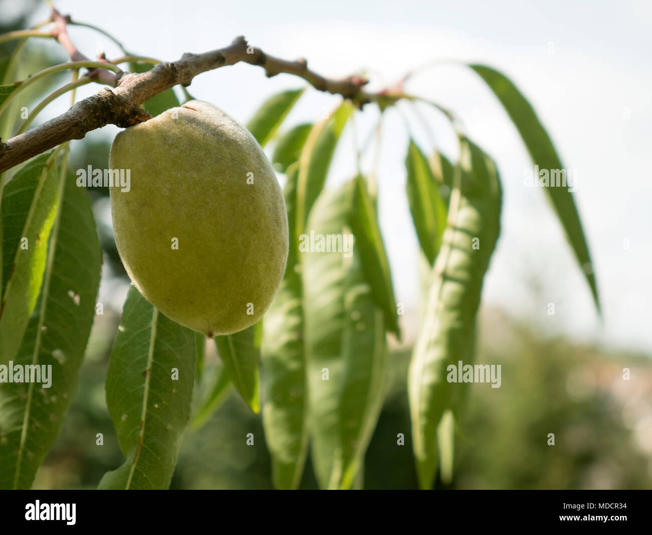 Almond plant hi-res stock photography and images - Alamy