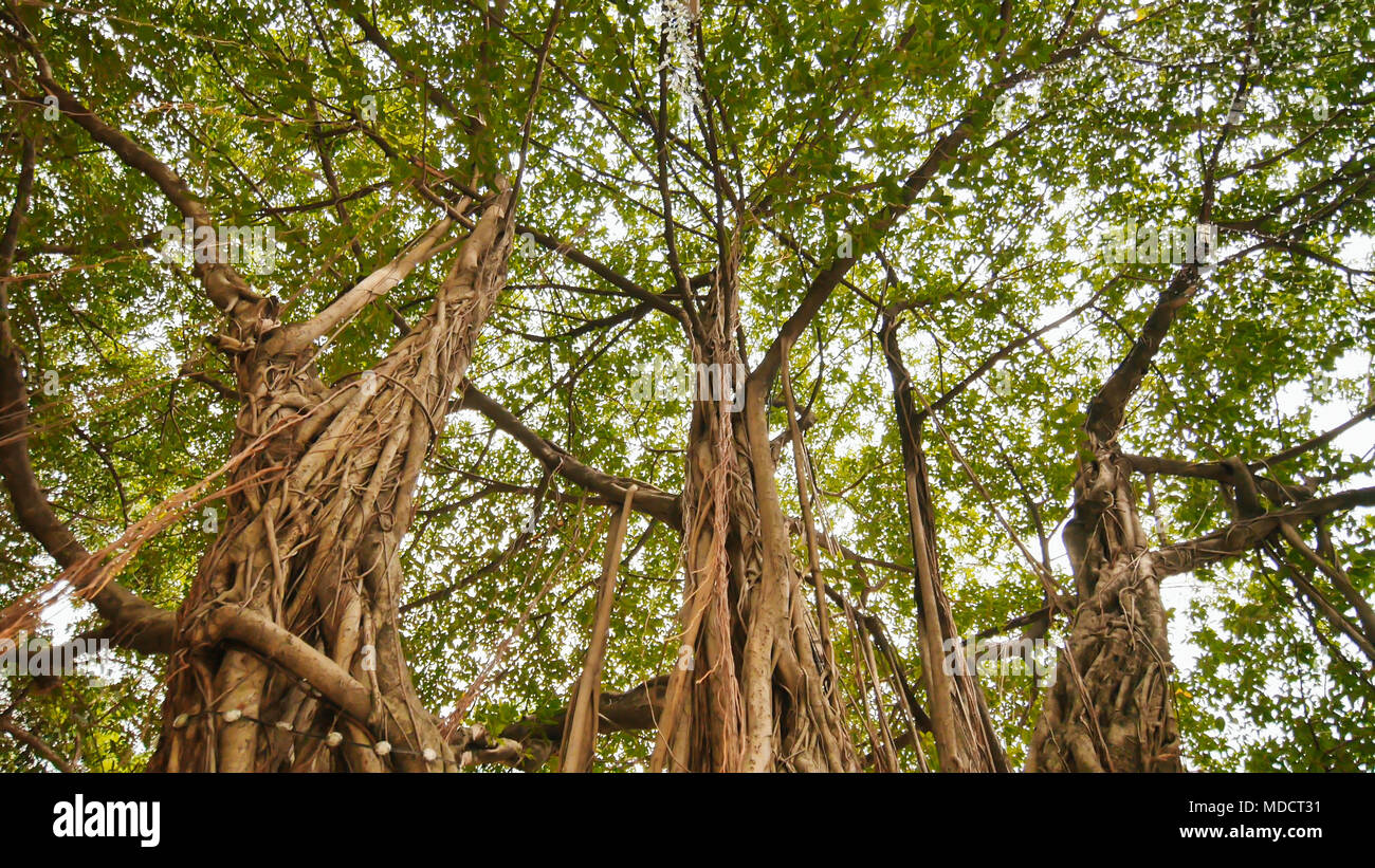 Rays of light shine through the Banyan tree in the jungles. Ayala ...