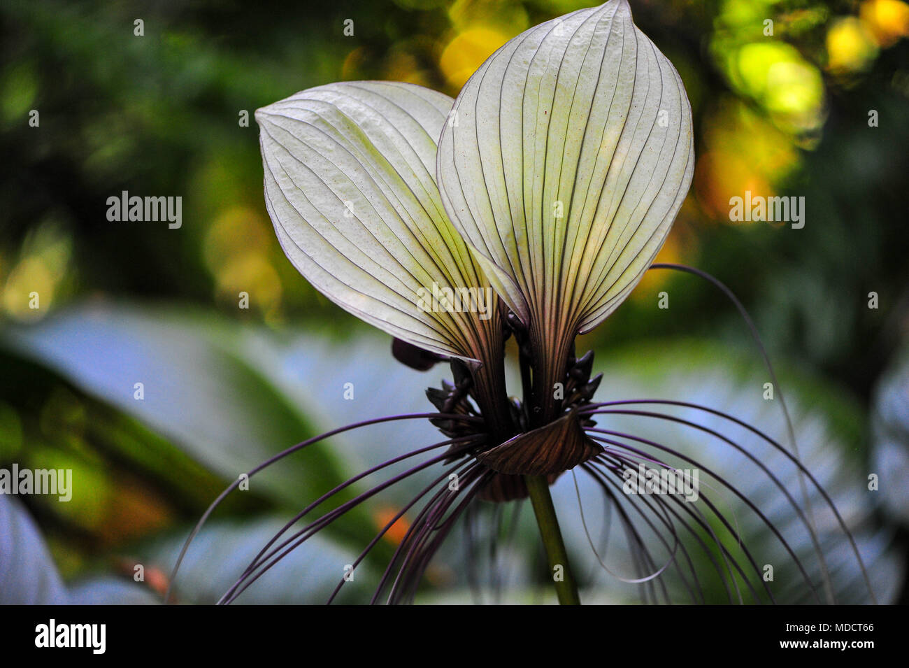 White batflower (Tacca integrifolia), also named 'Cat's Whiskers ...