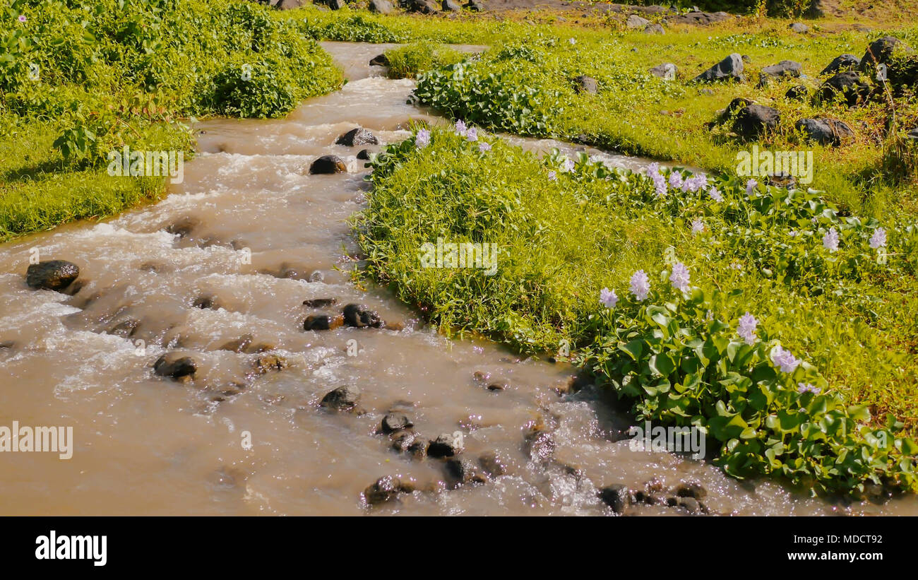 The mountain volcanic river originating from the Mayon volcano. Legazpi ...