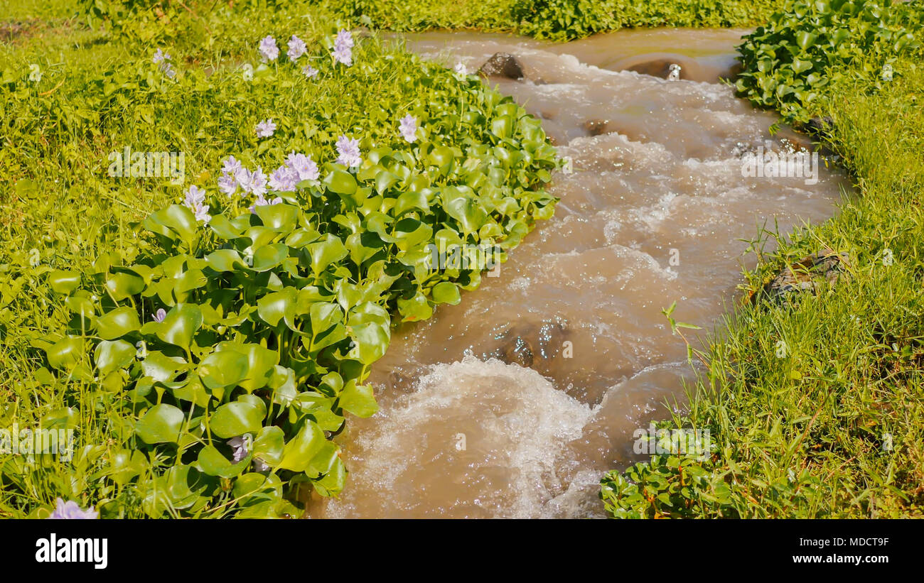 Mountain river with flowers and dense greenery. The mountain volcanic ...