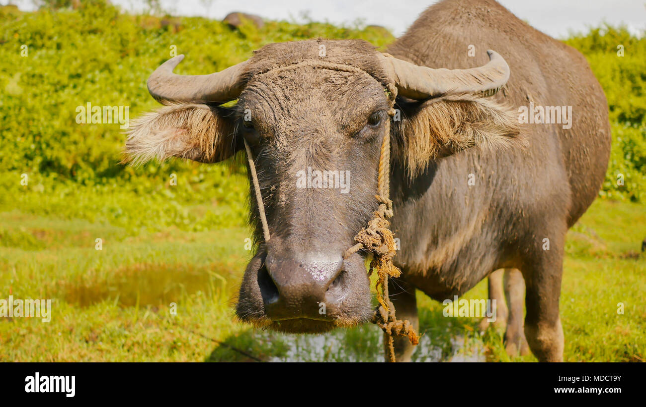 Carabao philippines hi-res stock photography and images - Alamy