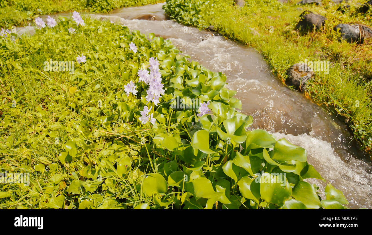 Mountain river with flowers and dense greenery. The mountain volcanic ...