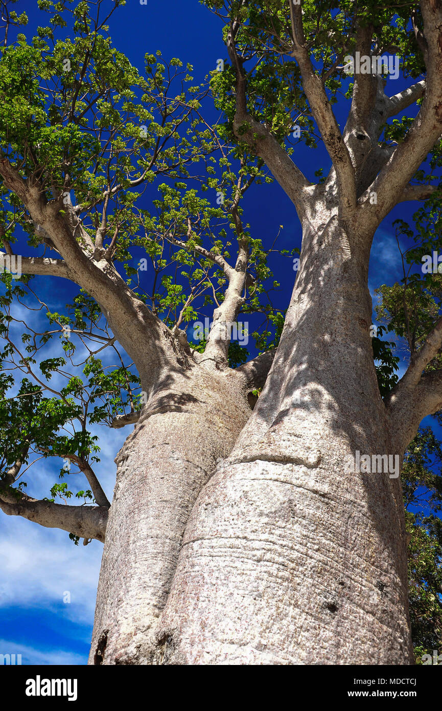 Australian baobab tree hi-res stock photography and images - Alamy