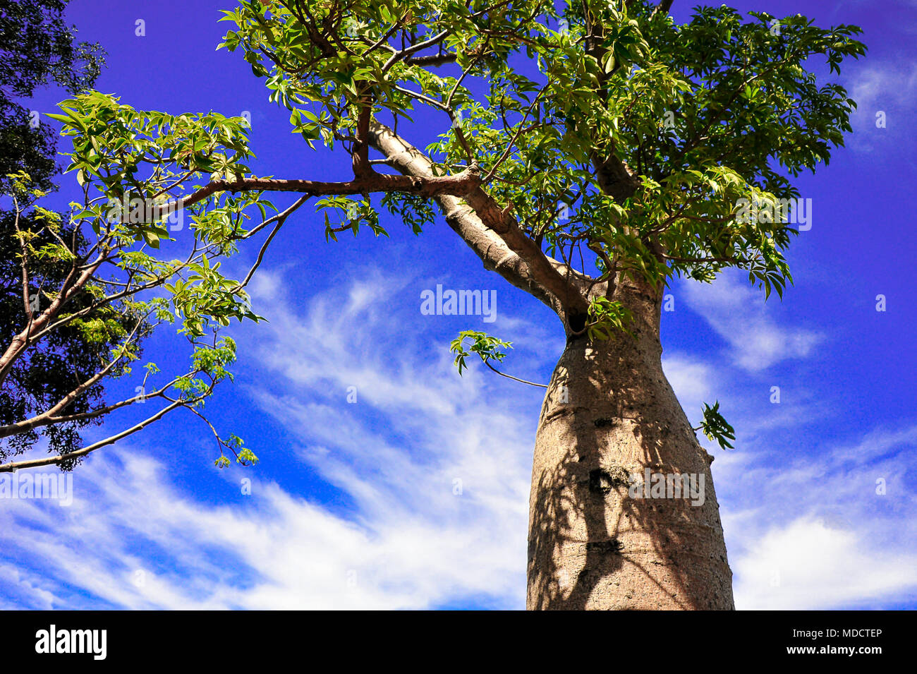 Australian boab (Adansonia gregorii) with bright green foliage against ...