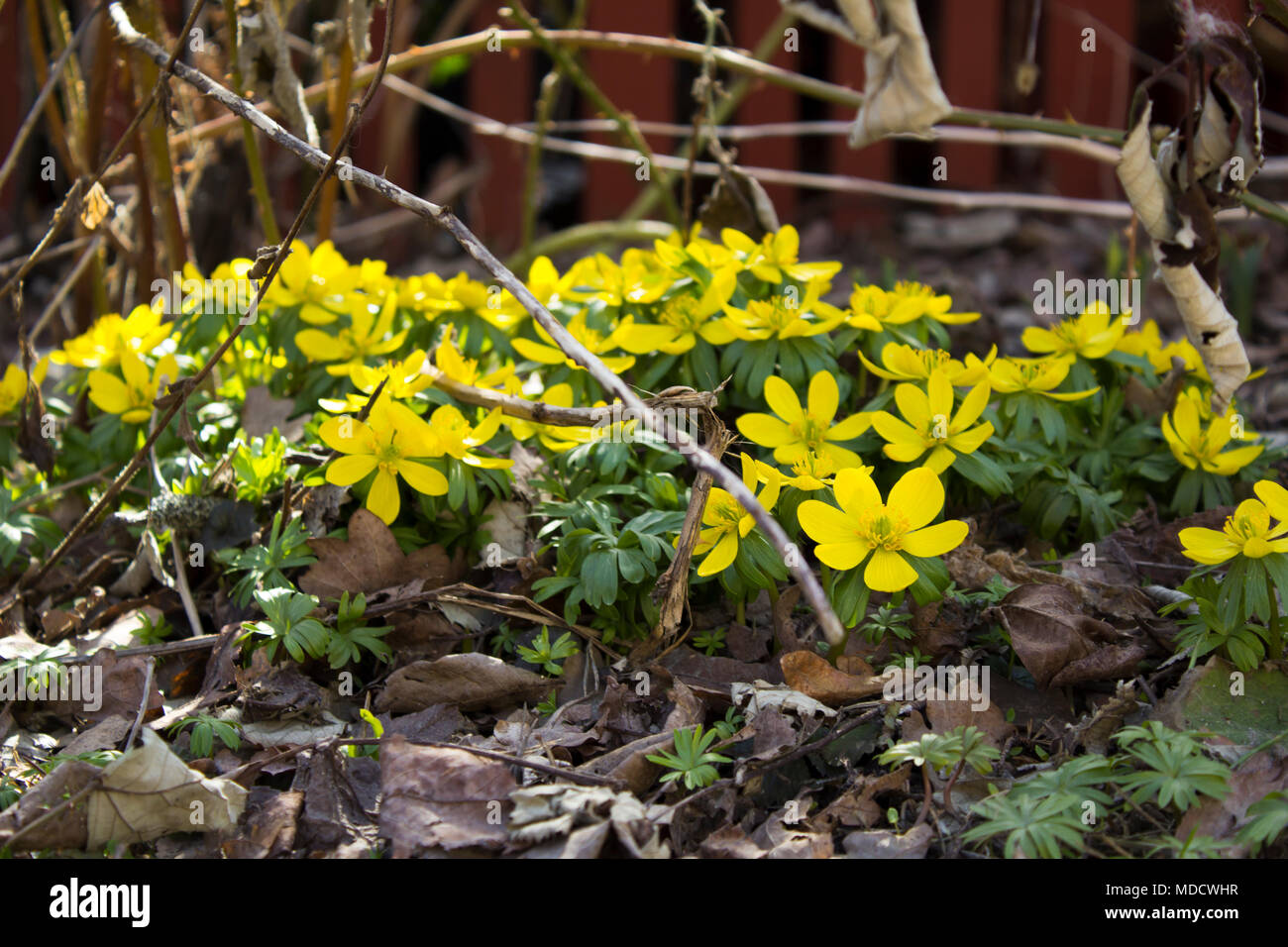 Early spring flowers, in Stockholm, Sweden Stock Photo - Alamy