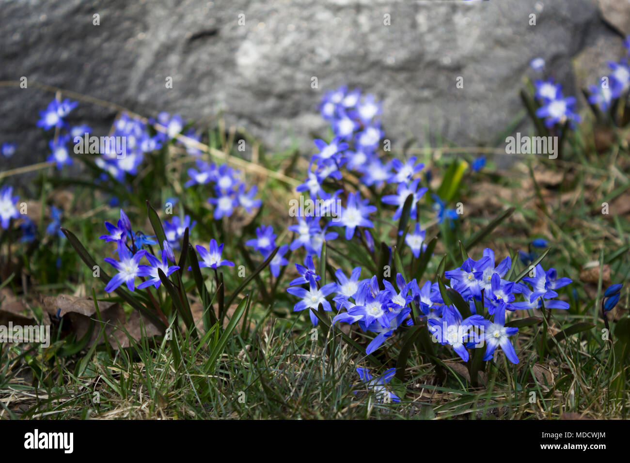 Early spring flowers, in Stockholm, Sweden. Scill bifolia Stock Photo ...