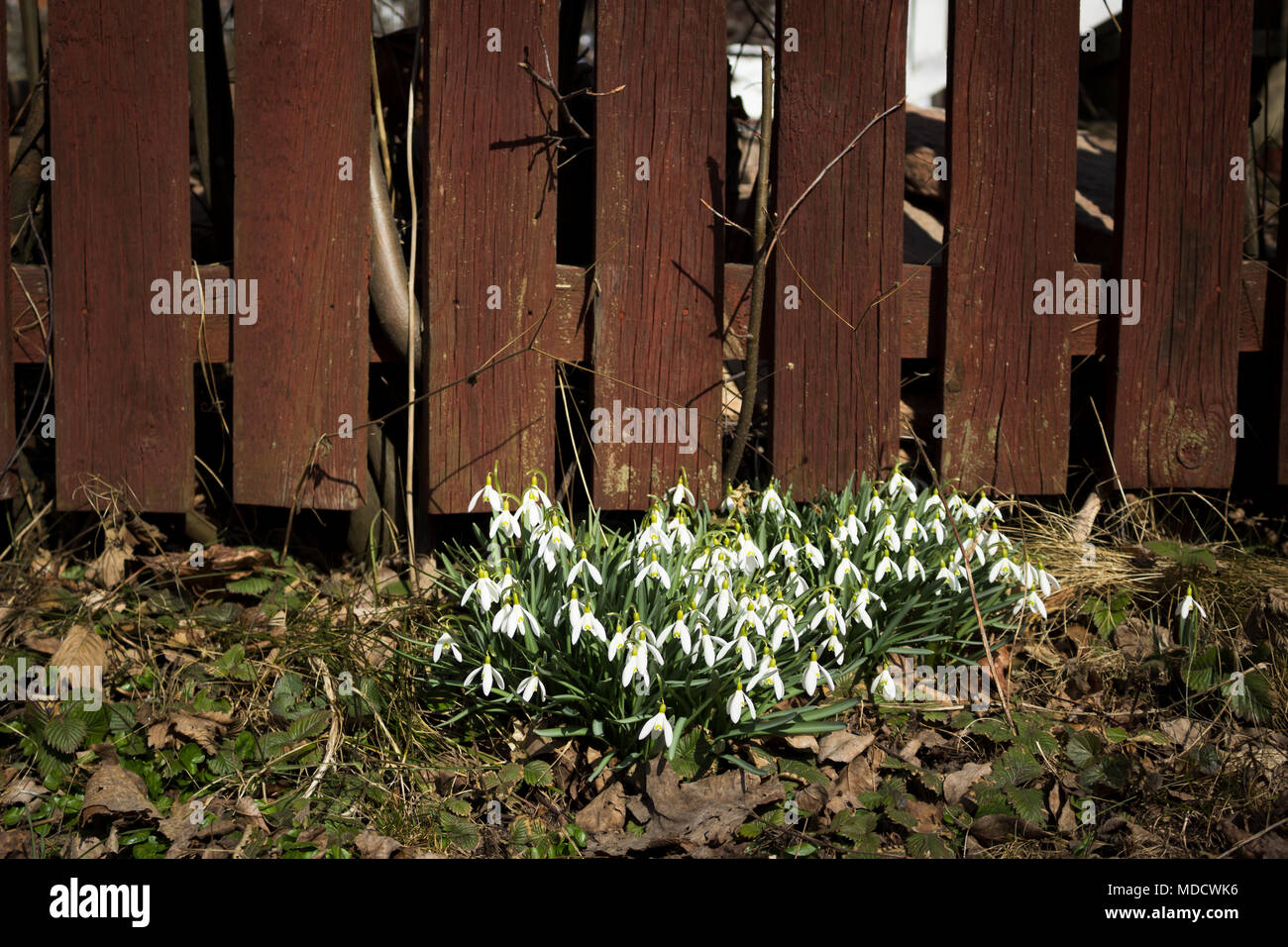 Early spring flowers in front of red painted fence of a house, in ...