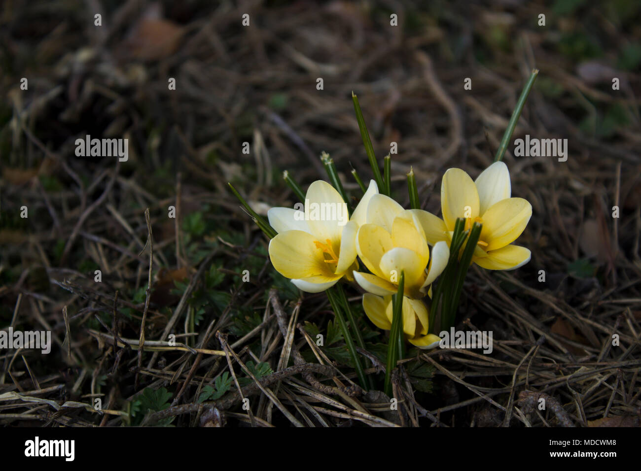 Early spring flowers hi-res stock photography and images - Alamy