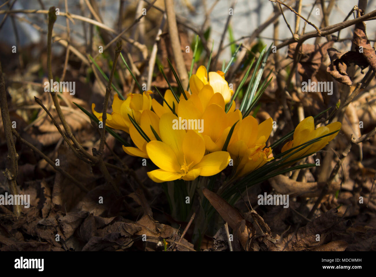 Early spring flowers, in Stockholm, Sweden Stock Photo - Alamy