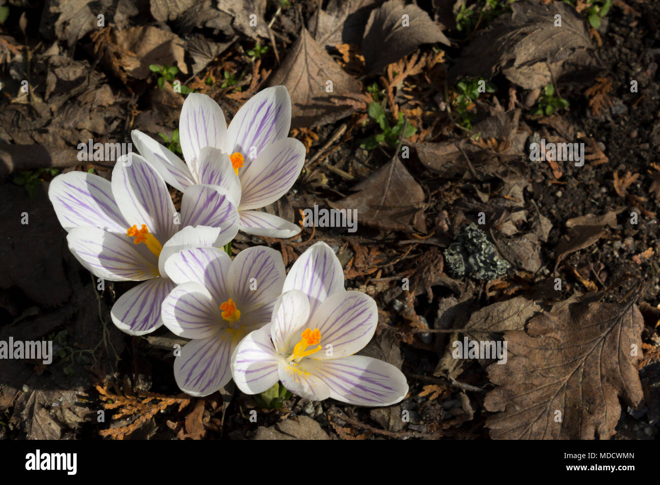 Early spring flowers, in Stockholm, Sweden. Crocus Stock Photo - Alamy