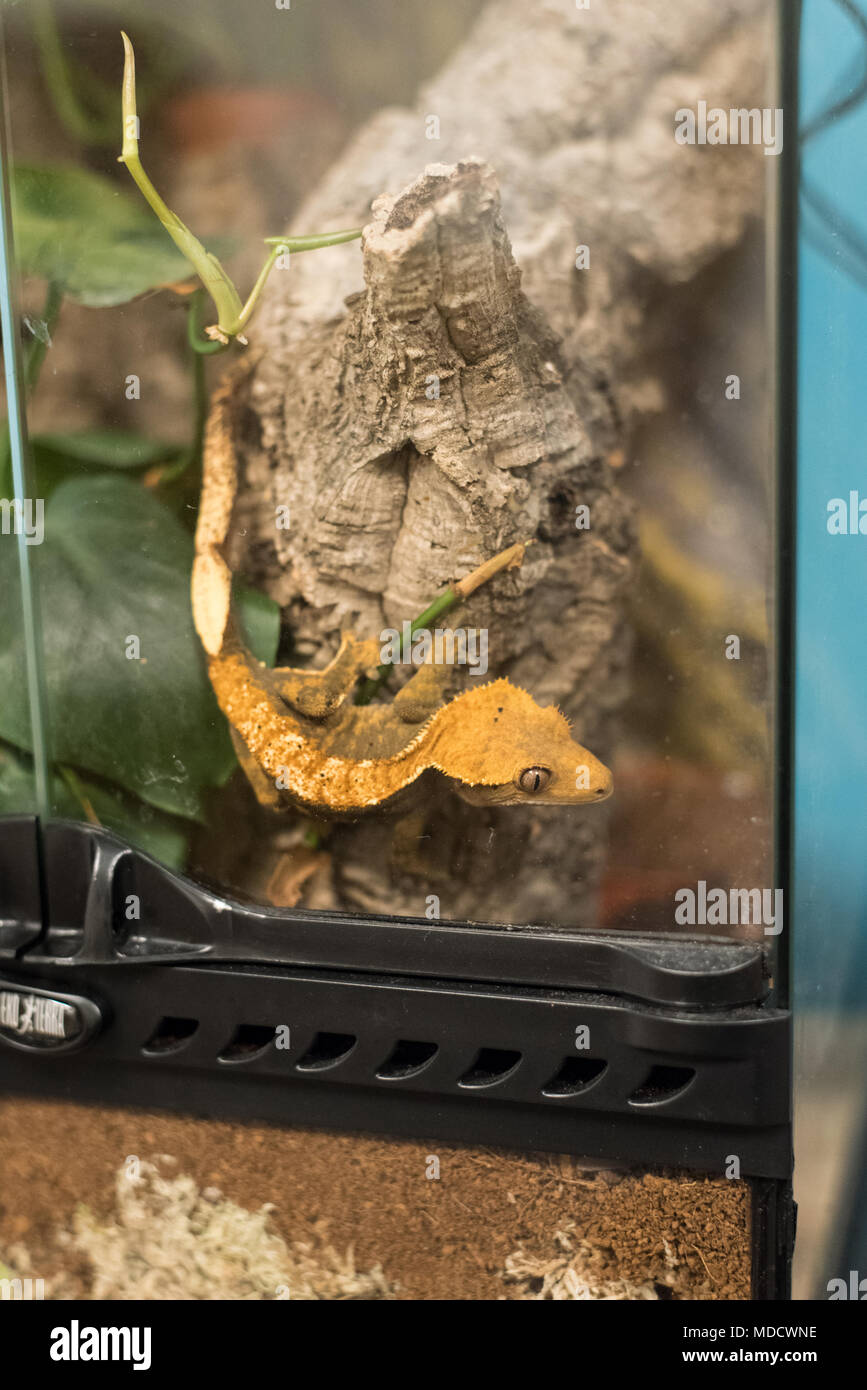 Baby crested gecko in hi-res stock photography and images - Alamy