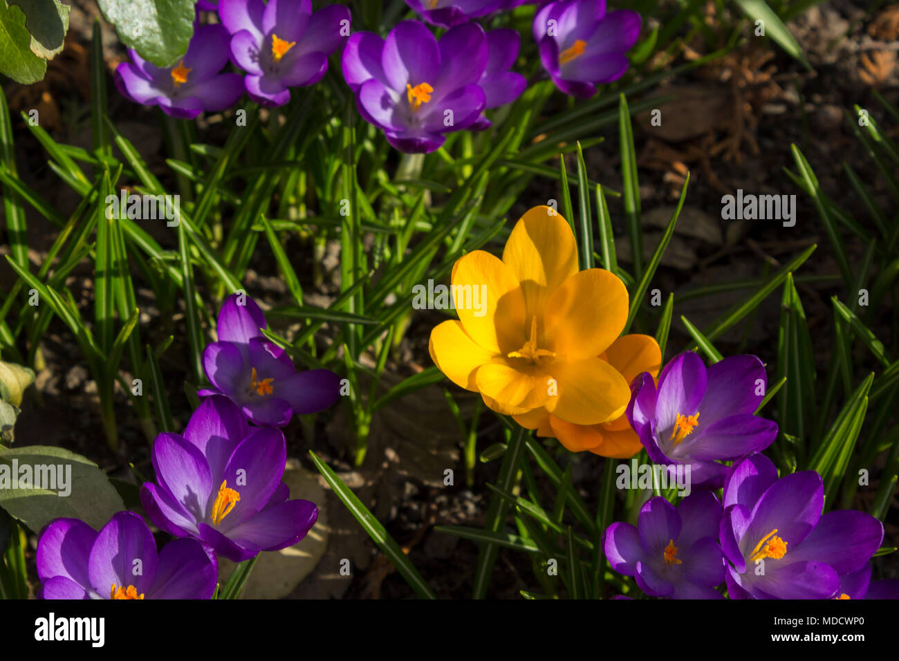 Early spring flowers, in Stockholm, Sweden Stock Photo - Alamy