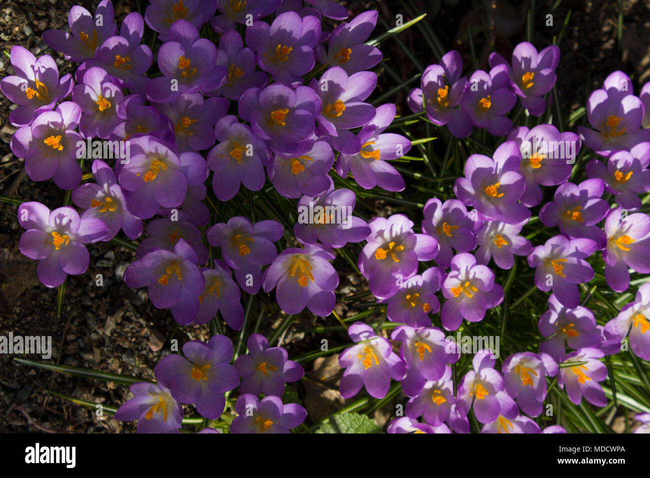 Early spring flowers, in Stockholm, Sweden Stock Photo - Alamy