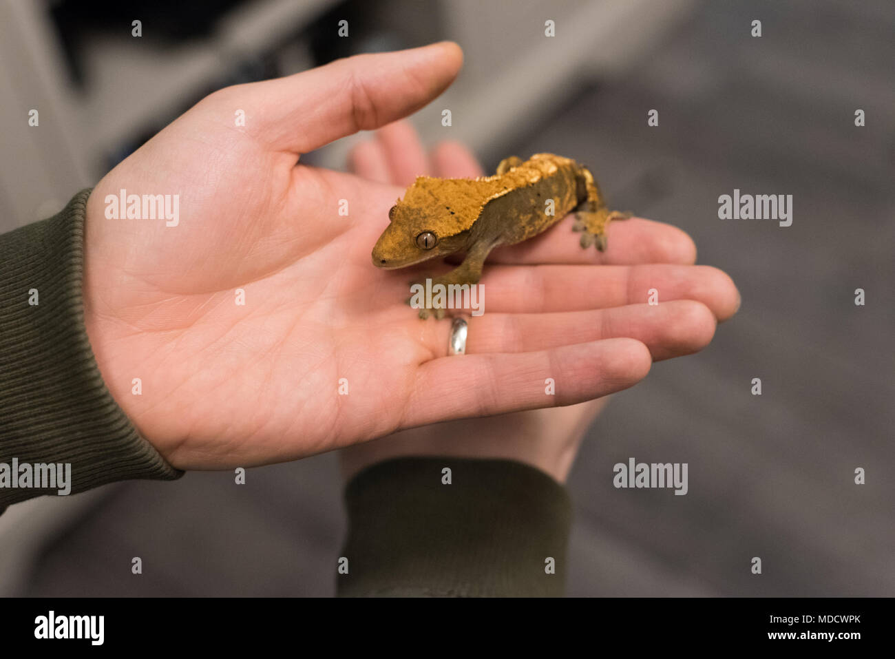 Handling crested gecko hi-res stock photography and images - Alamy