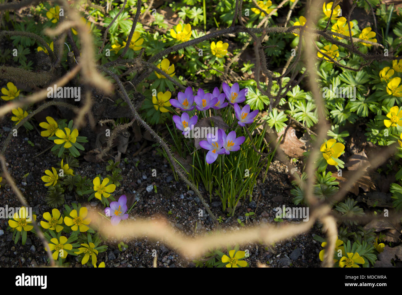 Early spring flowers hi-res stock photography and images - Alamy