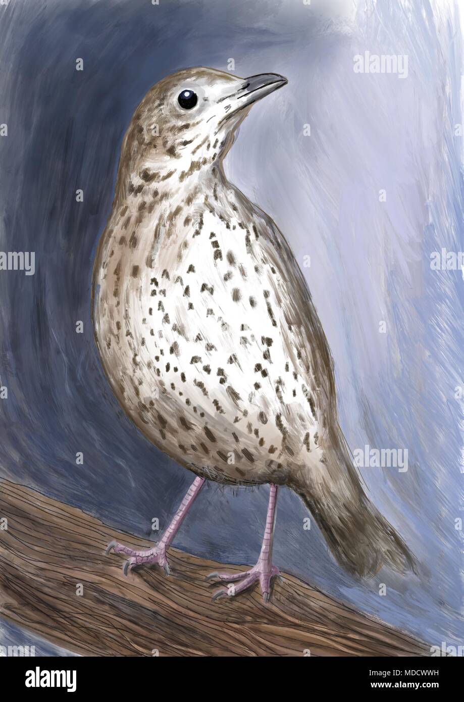 British Song Thrush illustration Stock Photo - Alamy