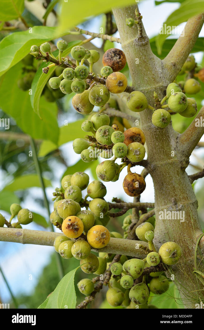 thai fig tree Stock Photo - Alamy
