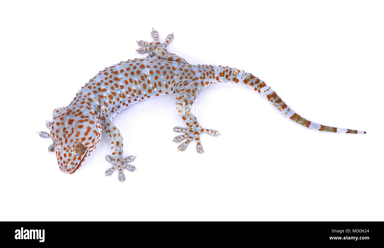 gecko isolated on white background Stock Photo - Alamy