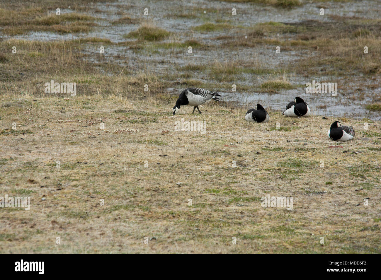 Barnacle Geese breed mainly on the Arctic islands in the North Atlantic ...