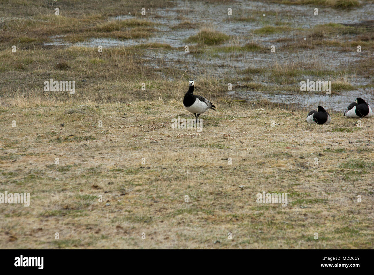 Barnacle Geese breed mainly on the Arctic islands in the North Atlantic ...