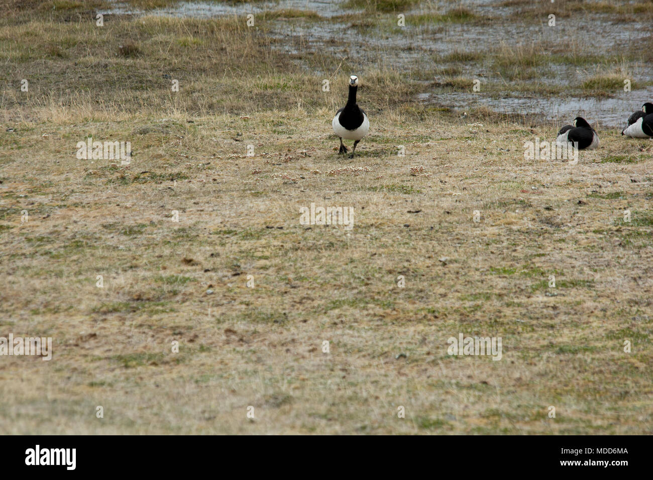 Barnacle Geese breed mainly on the Arctic islands in the North Atlantic ...