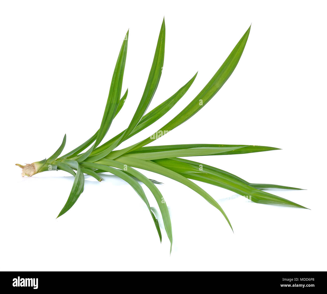 Pandan Leaves on white background Stock Photo - Alamy