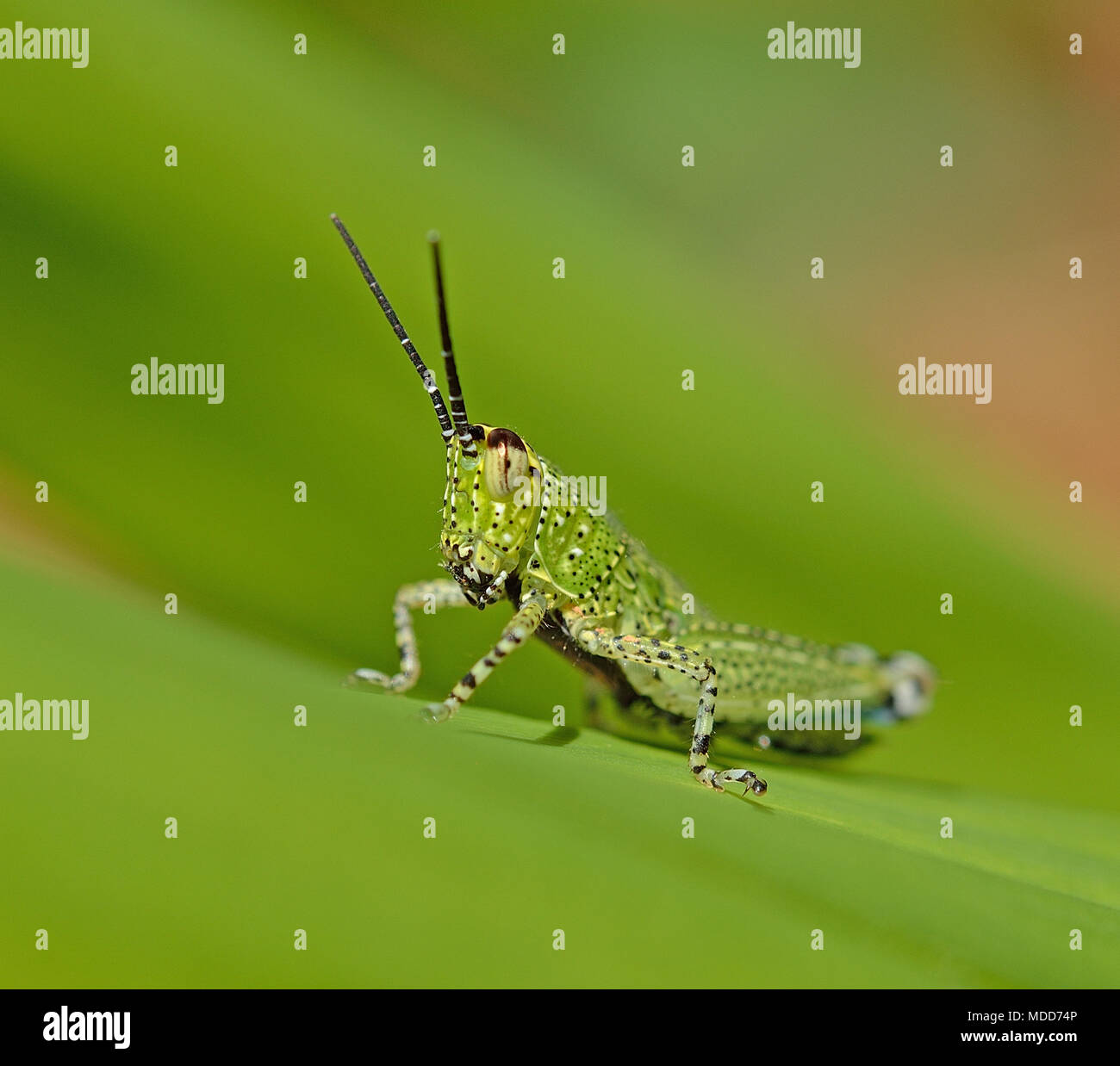 Pasture grasshopper hi-res stock photography and images - Alamy