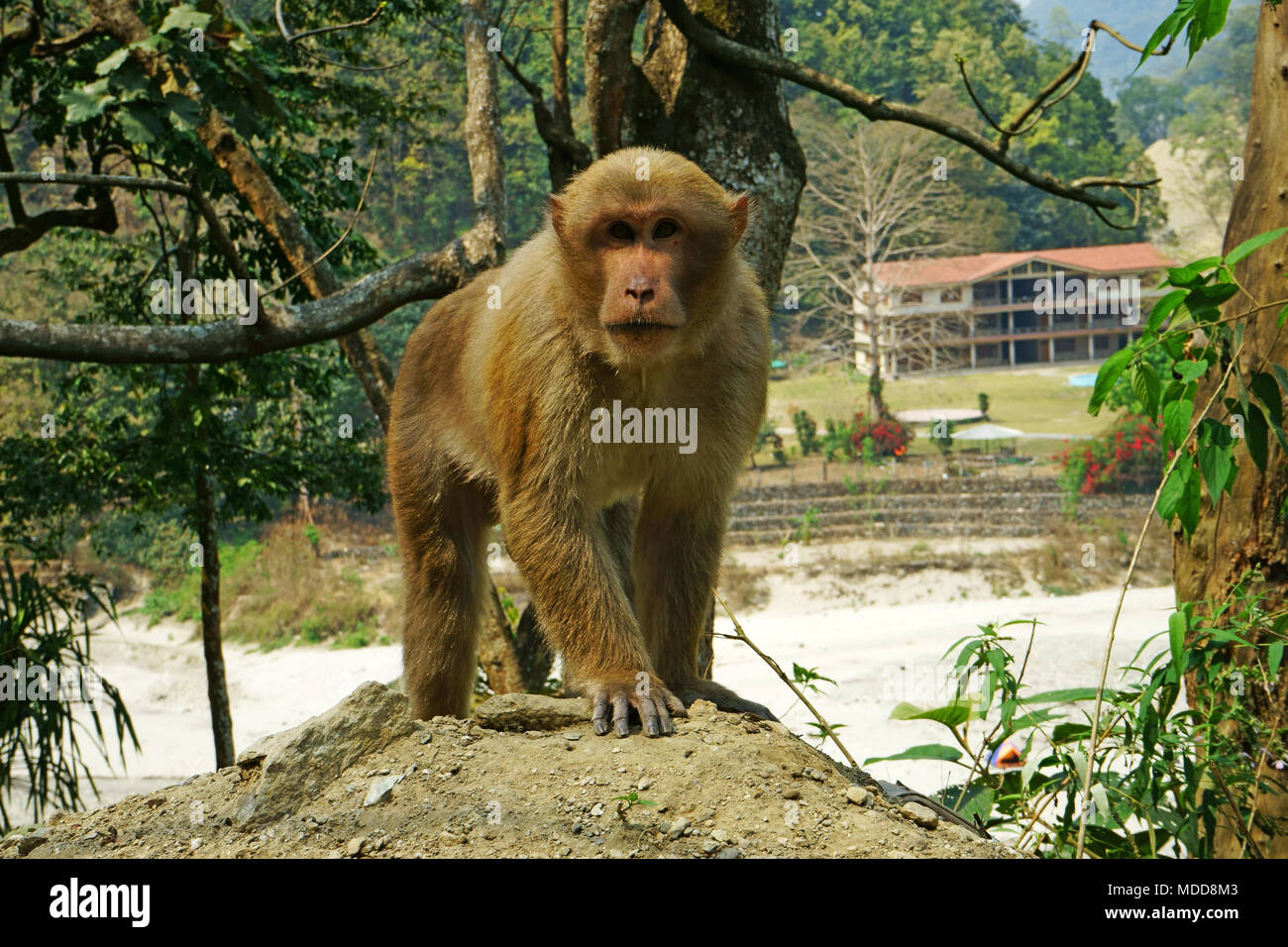 Assamese Macaque, Macaca assamensis along road at Teesta river, Sikkim ...