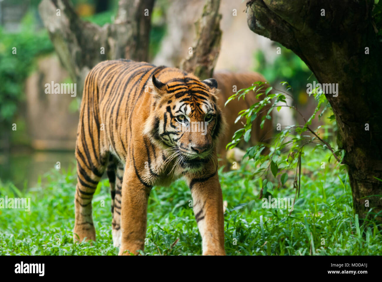malayan tiger , endangered species Stock Photo - Alamy