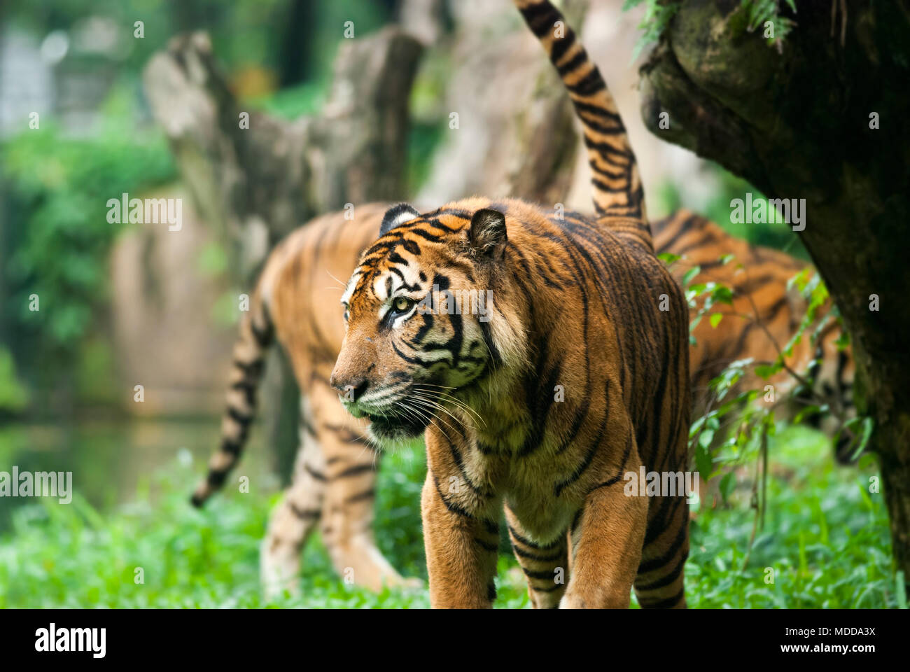 Tamed Tiger