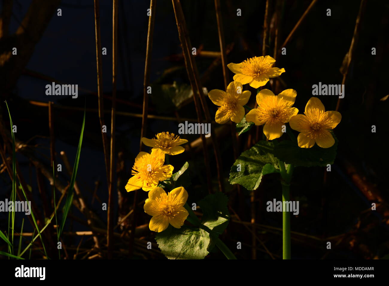 Yellow flowers photography hi-res stock photography and images - Alamy