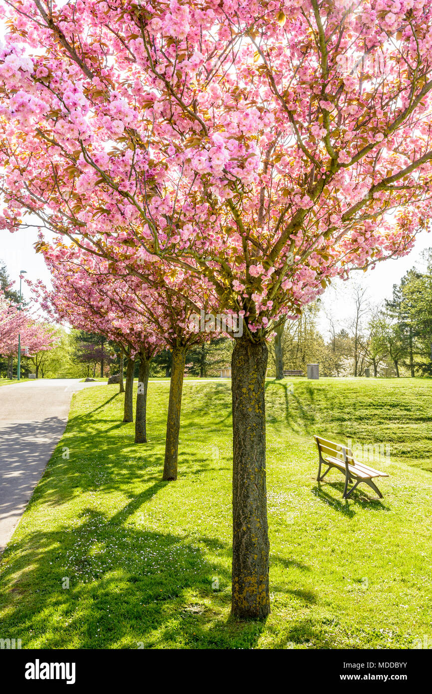 Row of cherry blossom trees hi-res stock photography and images - Alamy