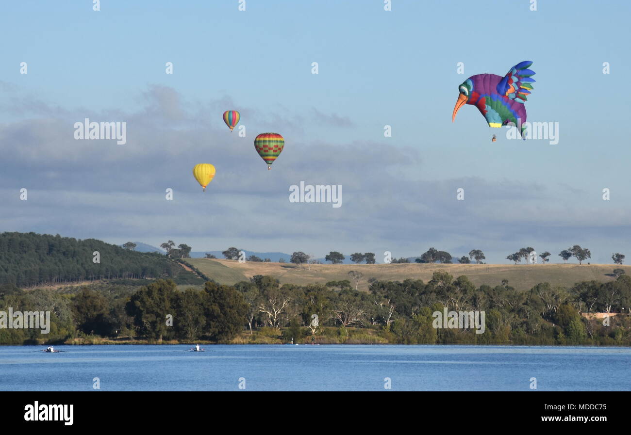 Big hummingbird and colourful Hot air balloons flying in the air above ...