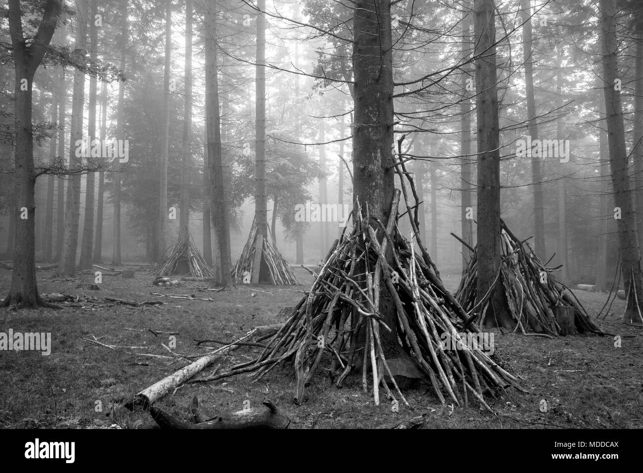 Den building area for children in woodland landscape on foggy Autumn ...