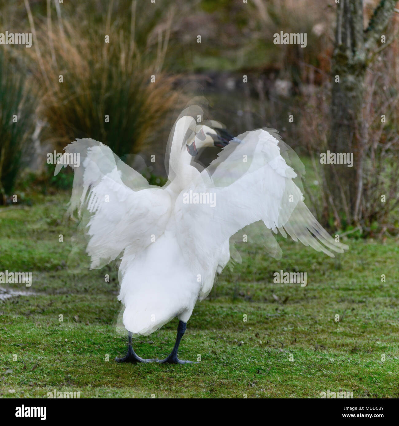 Composite image of six images showing a swan flapping it's wings in one ...