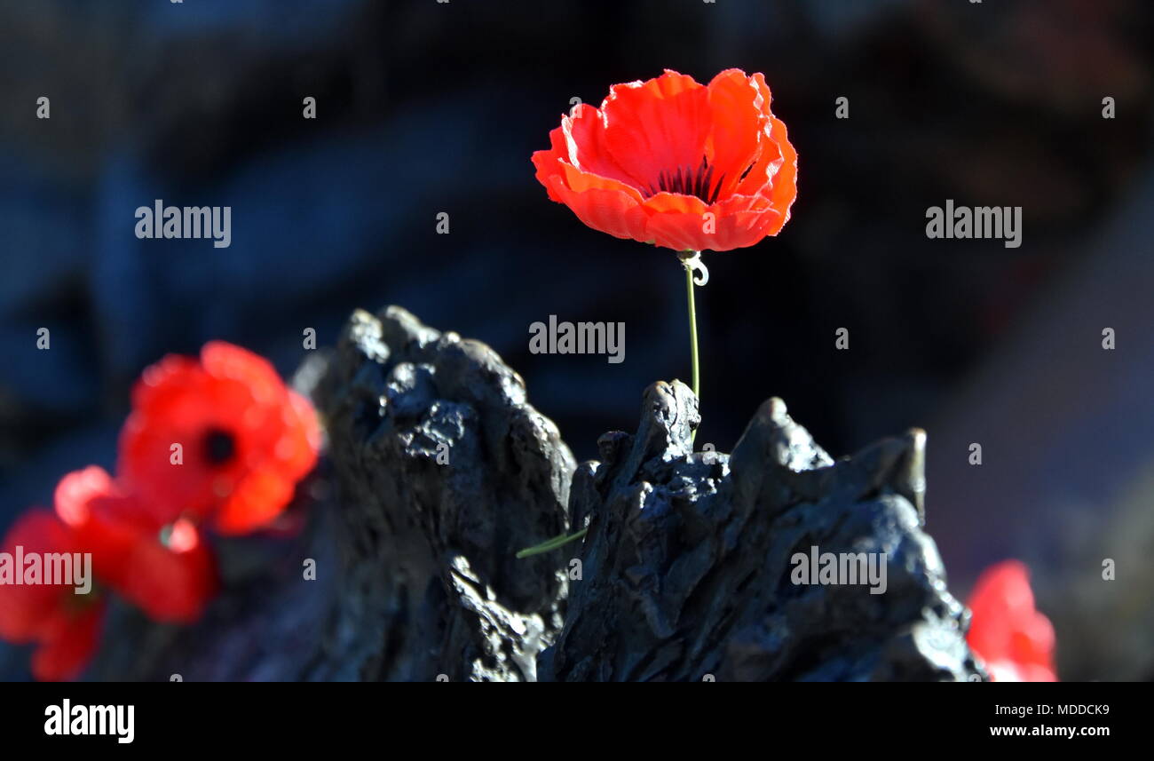 Poppies on a rock at the Australian War Memorial in Canberra. The red ...
