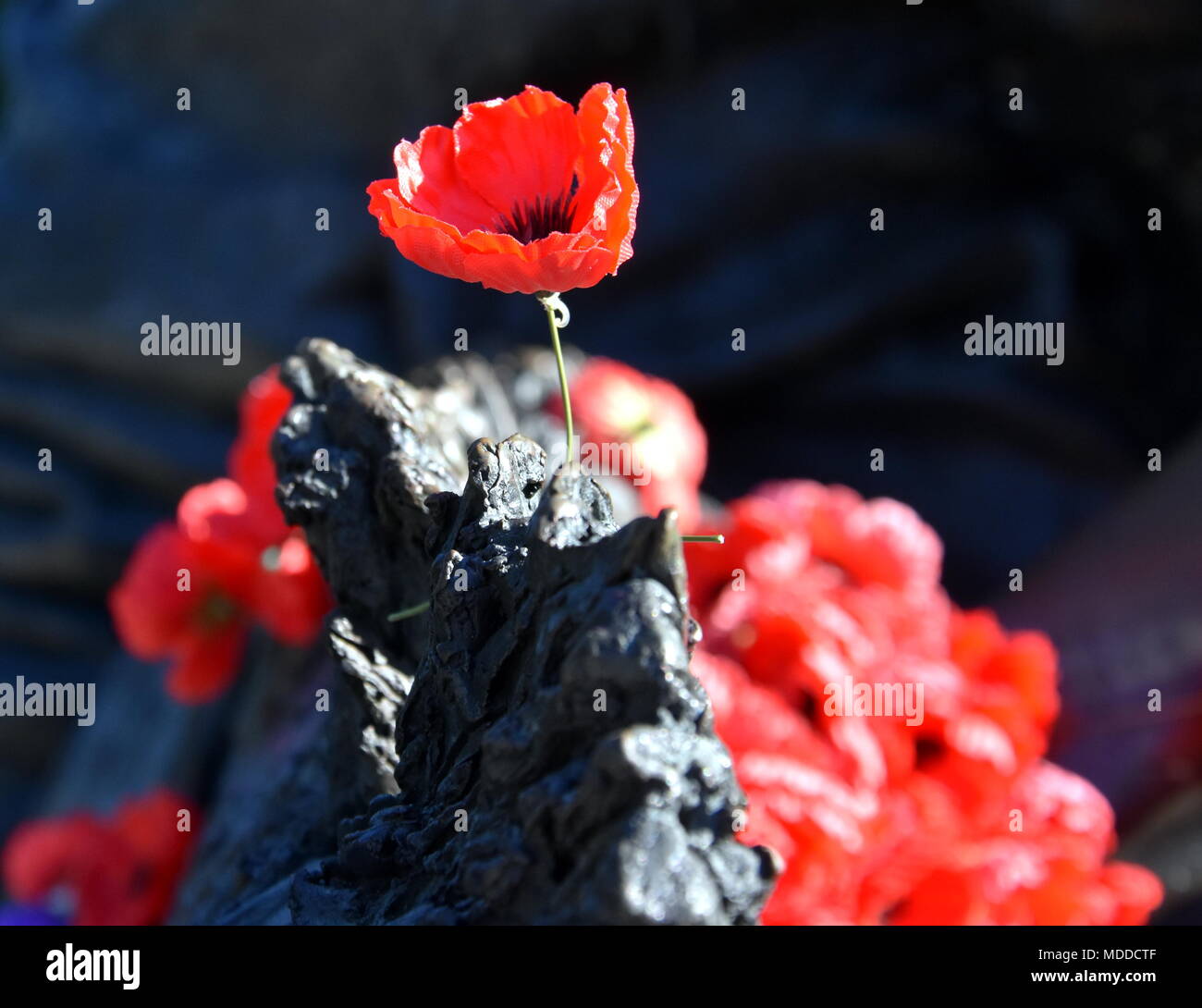 Poppies on a rock at the Australian War Memorial in Canberra. The red ...