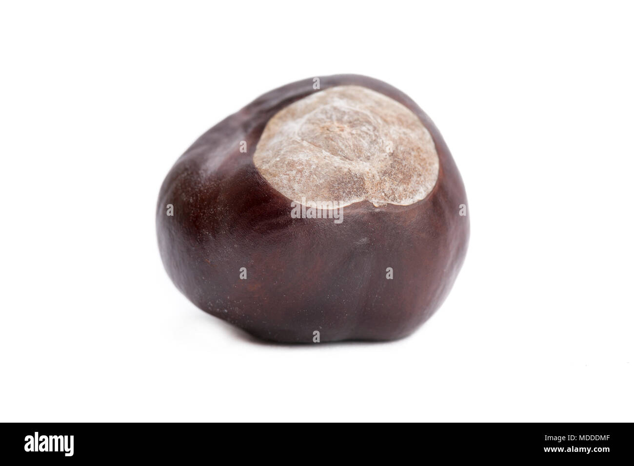 Chestnut tree not forest not horse Cut Out Stock Images & Pictures - Alamy