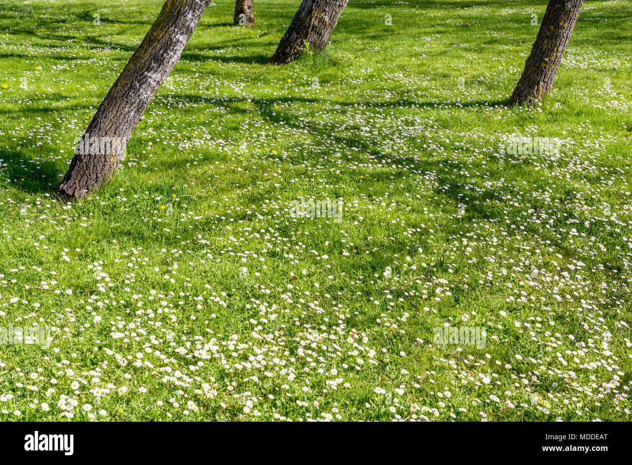 A lawn dotted with small white daisies between tree trunks Stock Photo ...