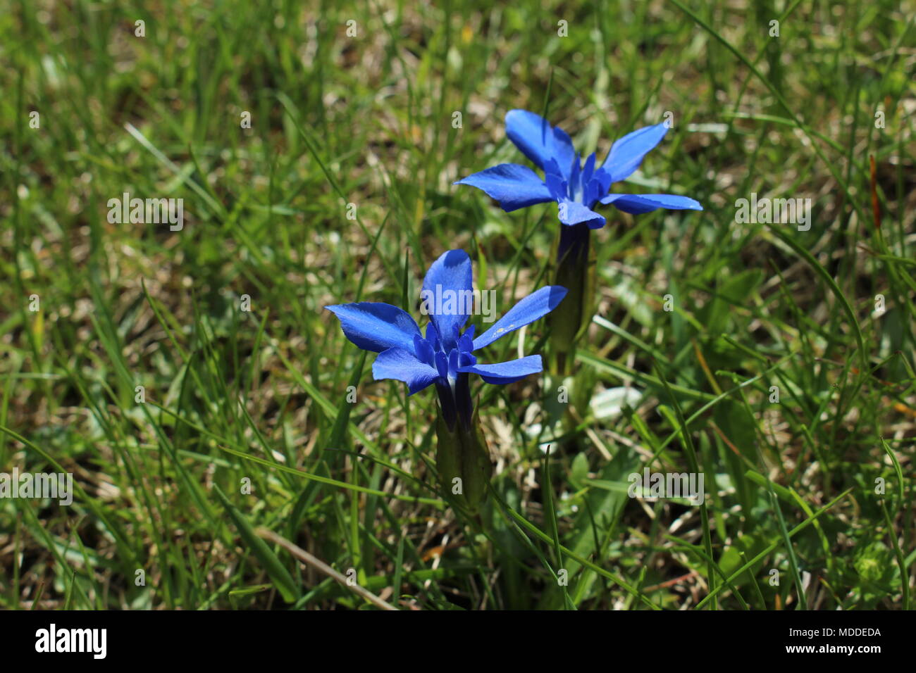 Blue spring gentian (Gentiana verna) flowers in the grass on the ...
