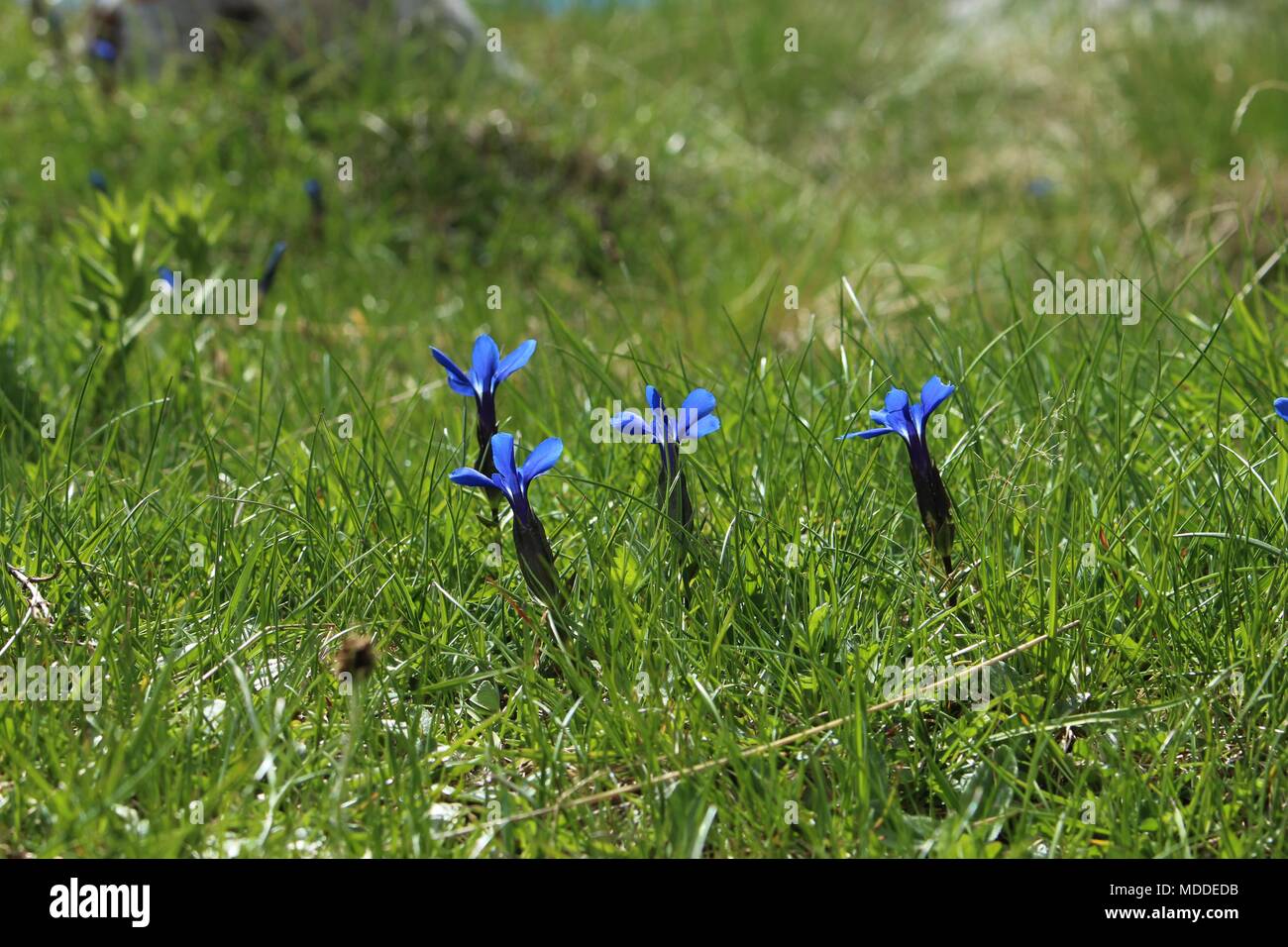 Blue spring gentian (Gentiana verna) flowers in the grass on the ...