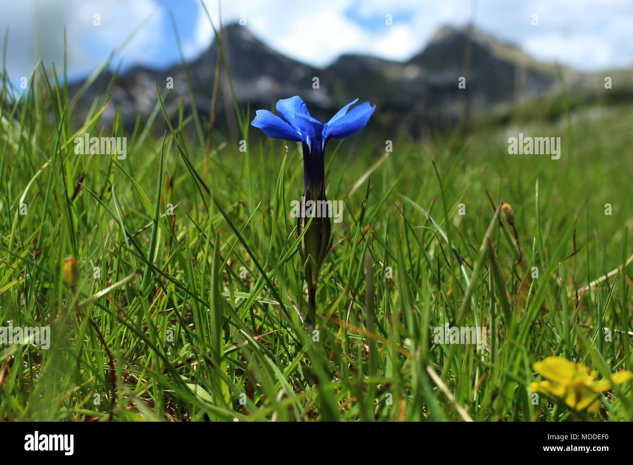 Single blue flower of spring gentian (Gentiana verna) in the green ...