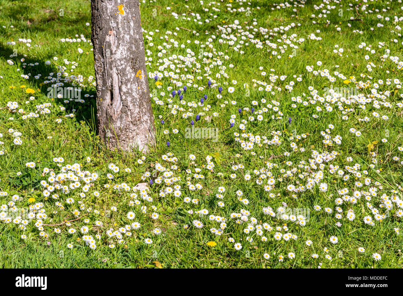 Hyacinth tree hi-res stock photography and images - Alamy