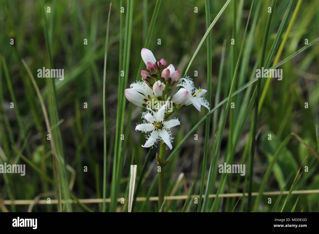 Flowering Menyanthes trifoliata on the mountain Durmitor in Montenegro ...